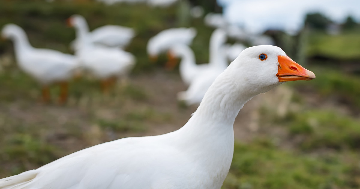 Goose Refuses to Leave Sicilian Shop Without a Bite of Pastry and ...
