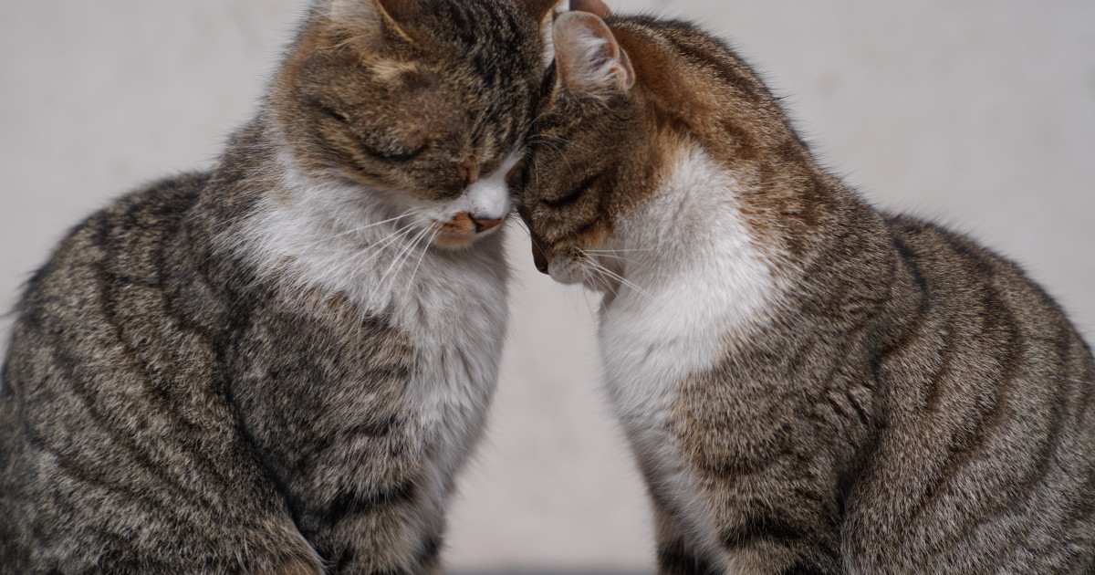 Mom Accidentally Brings in Their Cat’s Stray Doppelganger and Now They ...
