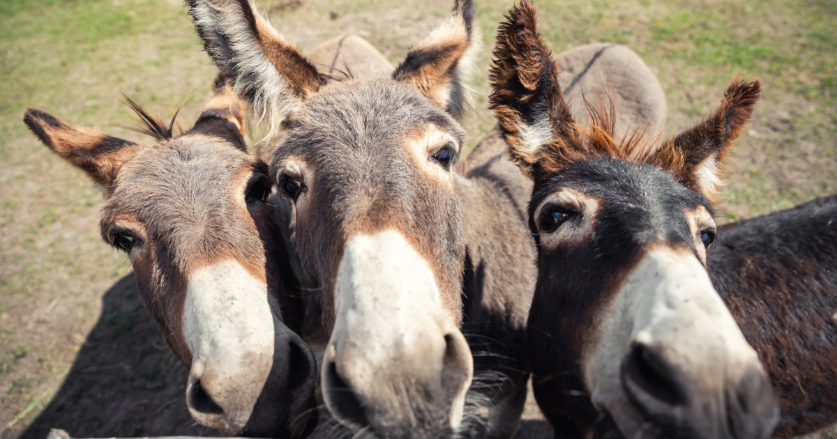 3 Donkeys Run Toward Each Other Crying With Joy While Reuniting After ...