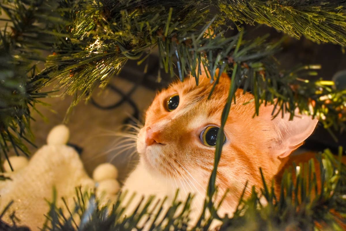 Maine Coon and Orange Cat Become Holiday ‘Decoration Destroyers’ and It ...