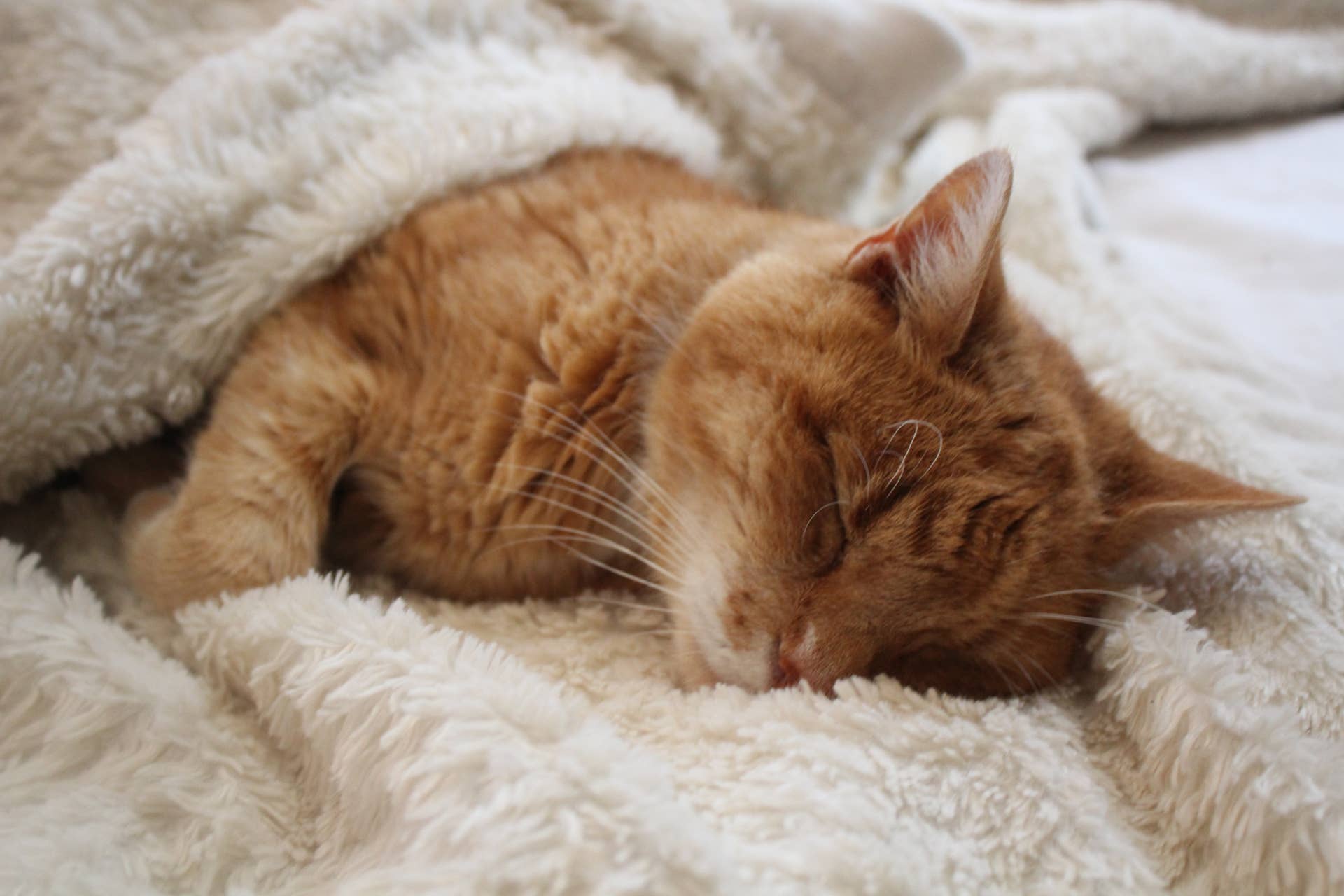 This Snoozy Cat Refusing to Get Out of Bed Is Adorable - PetHelpful