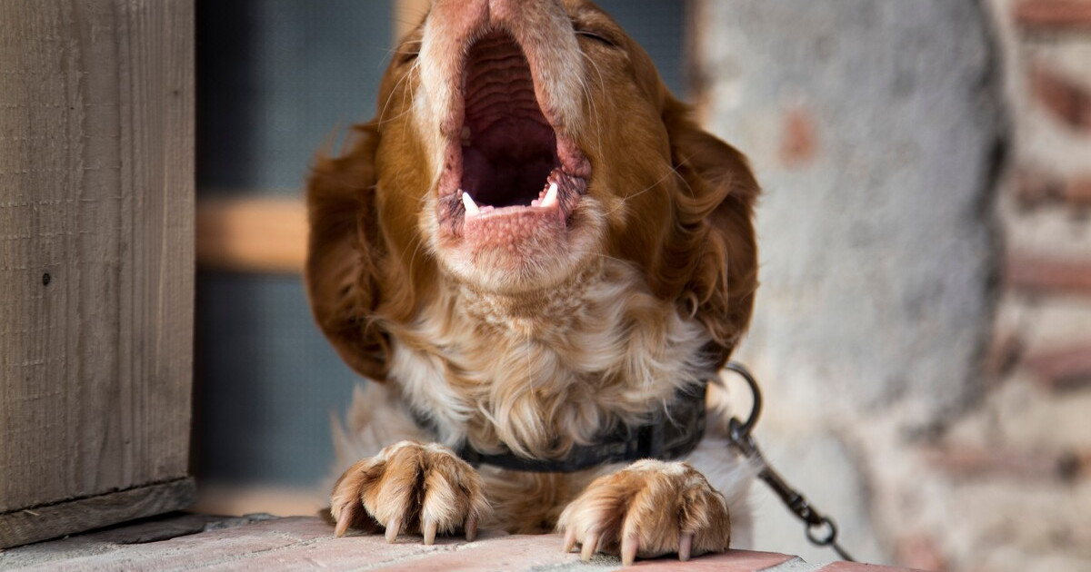 Dog’s ‘Human-Sounding’ Yelp as Cat Sibling Chases Him Away Has People ...