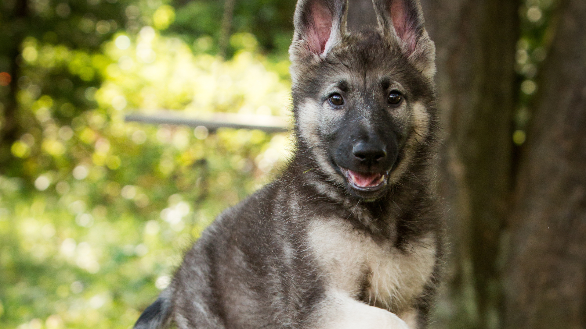 Shiloh Shepherd Puppy Is All Smiles When He Wakes Up Mom & People Are ...