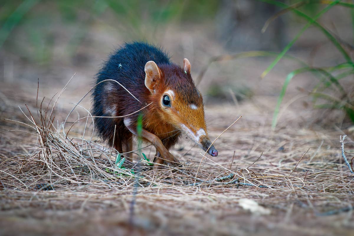 The UK's Rarest Mammal Just Arrived at English Zoos to Steal Hearts One ...