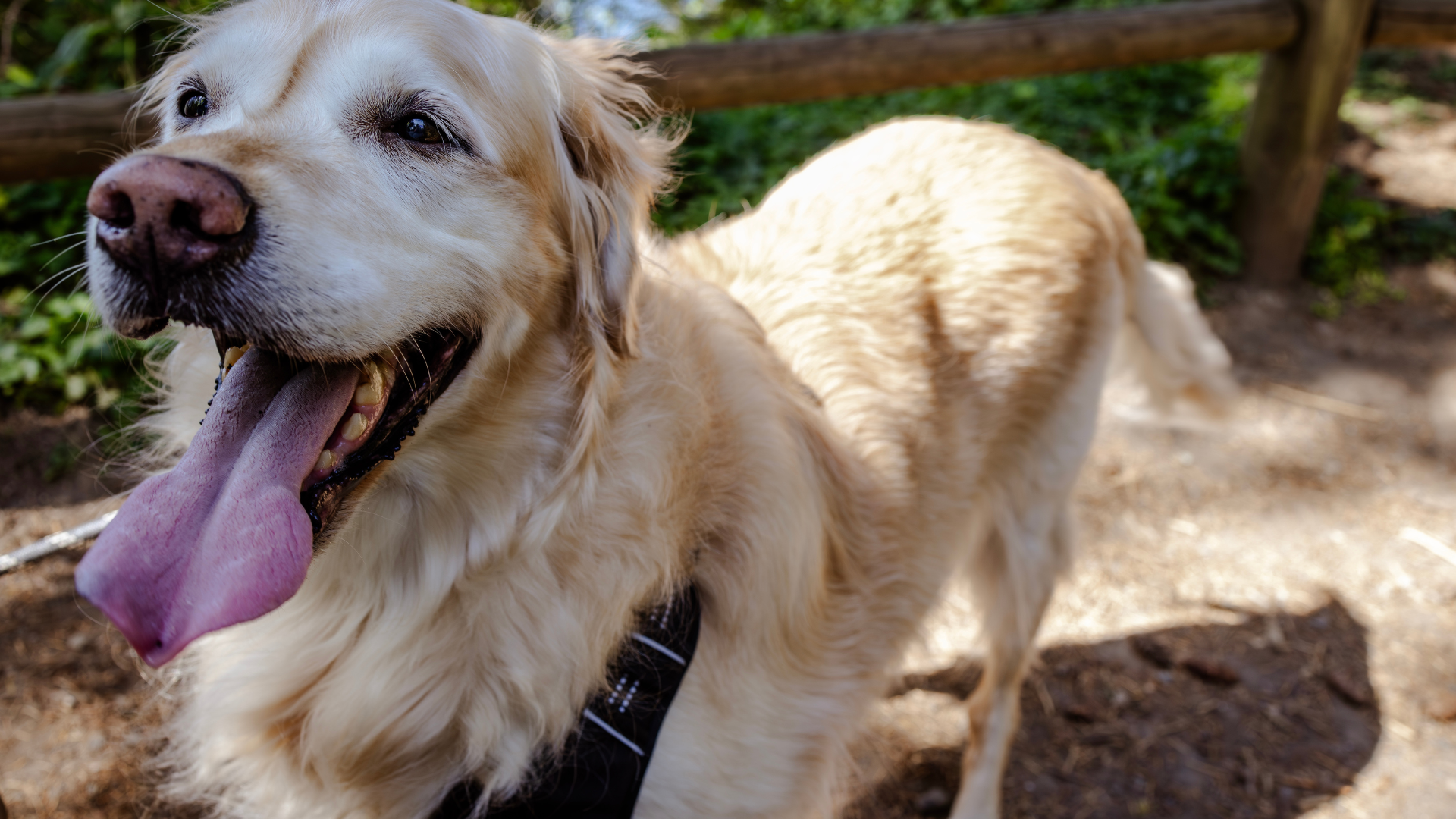 Goofy Golden Retriever Taking the Lazy Way Out on His Walk Is an ...