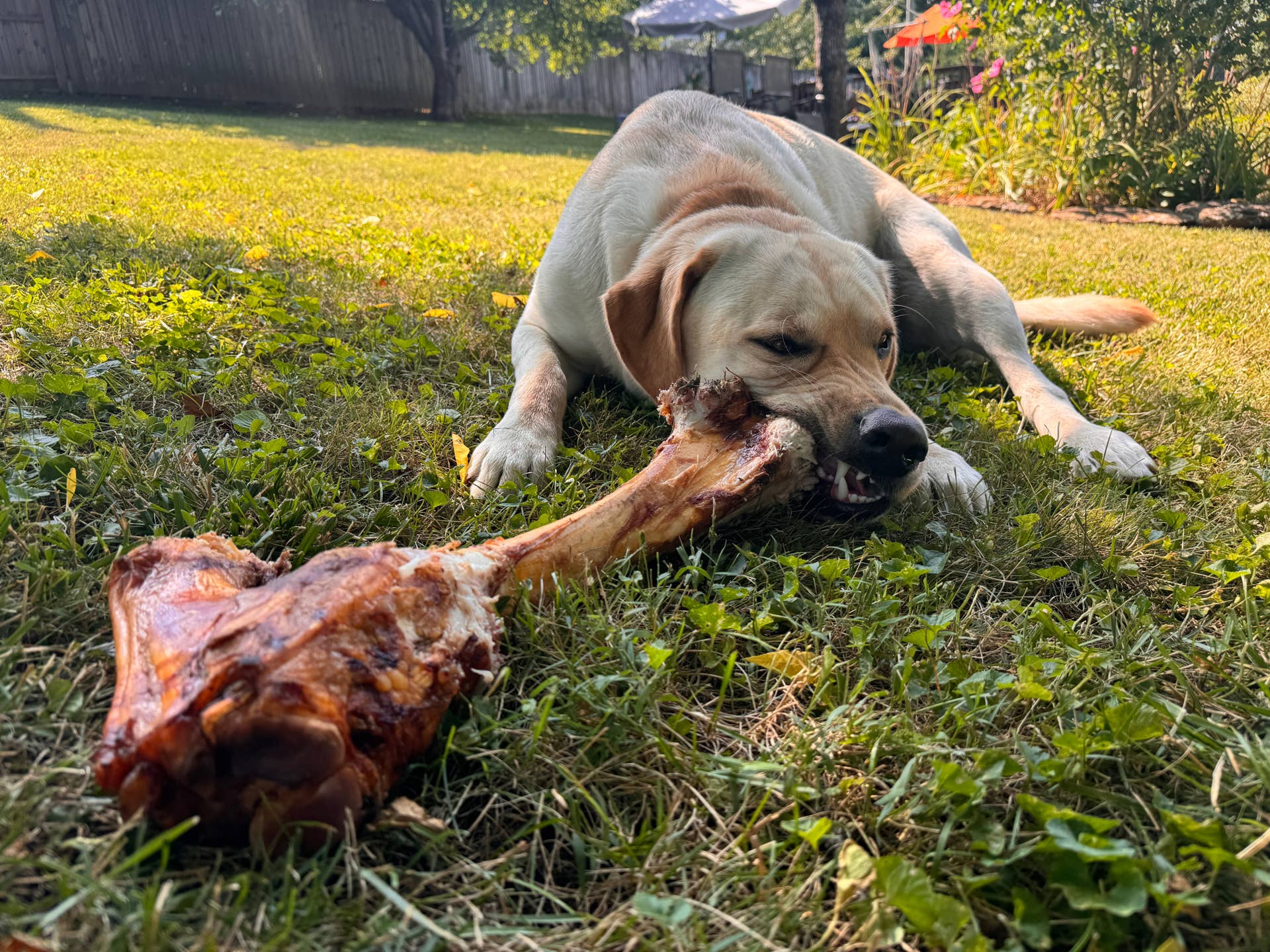 This 'Long-Lasting' Dog Bone Is Pup-Approved - PetHelpful