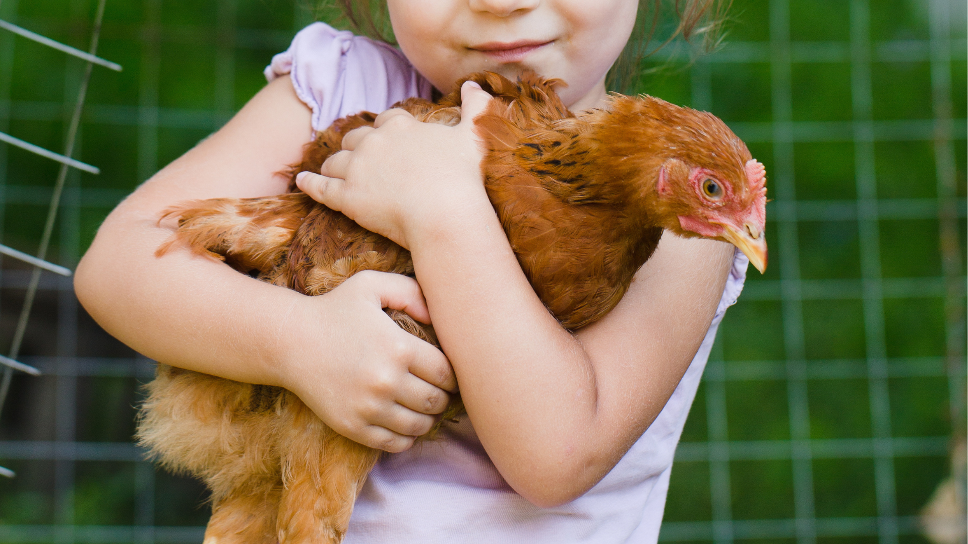 Chicken Cuddling in the Grass With Her Favorite Girl Is Tugging at ...