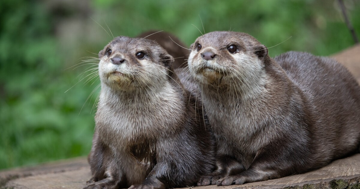 Curious Otter Brothers ‘Meet Chicken’ for the First Time and the Cutest ...