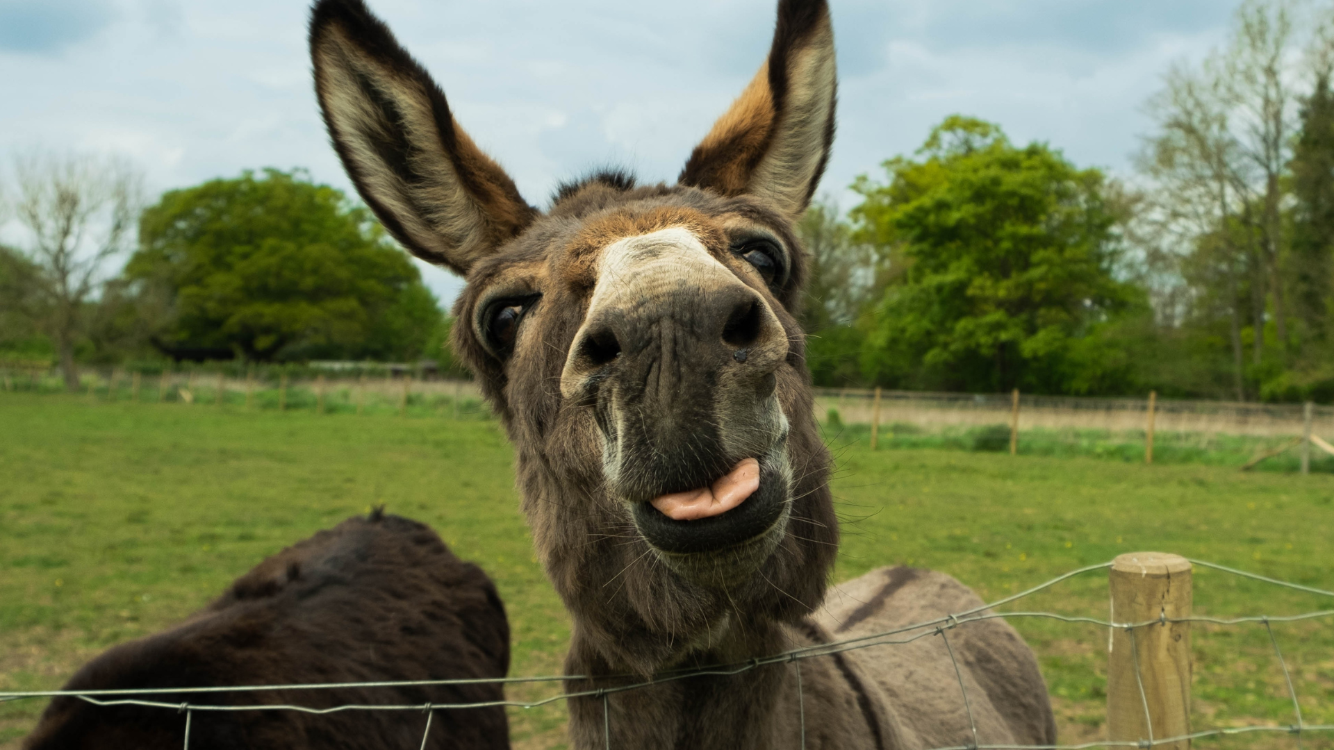 Donkey Sprinting Across the Farm When Mom Has Donut Is the Hungriest ...