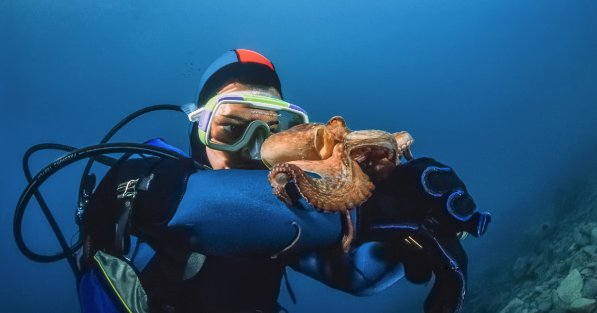 Curious Octopus Swims Up to a Diver—the Reaction Is Pure Magic - PetHelpful