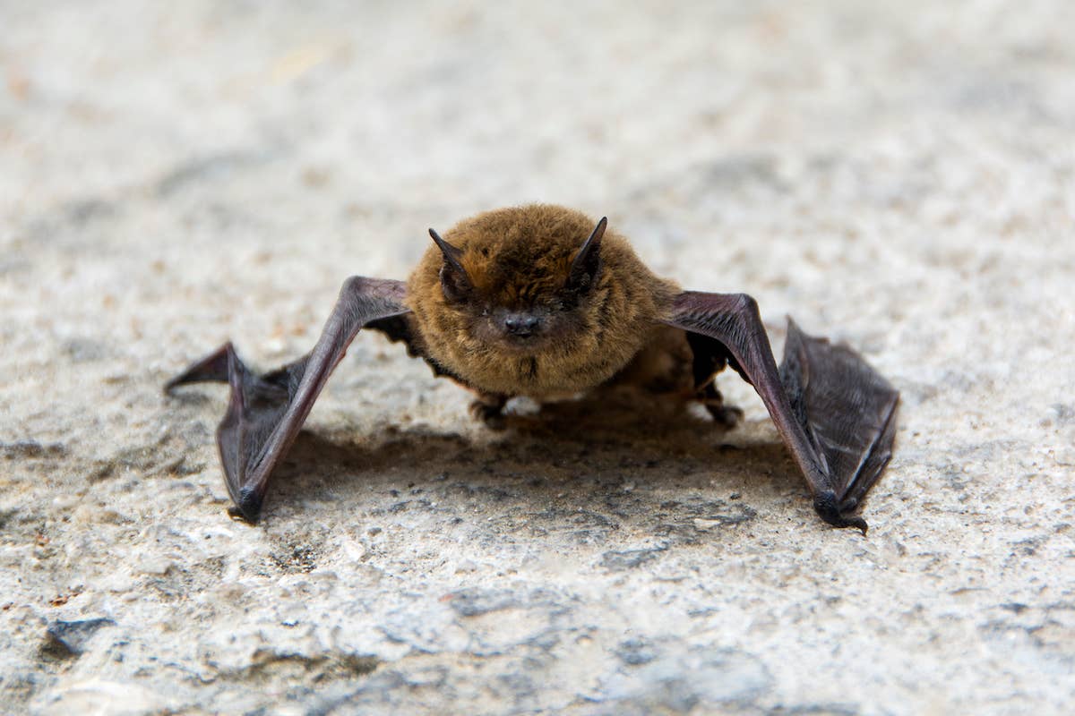 Kind Bystanders Saved Dozens of Bats in Oklahoma After They Were ...