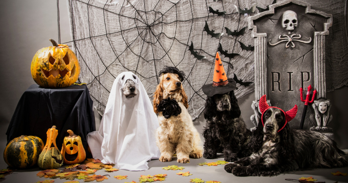 Seven Dogs, One Halloween Photoshoot, and There's Not a Single Happy ...