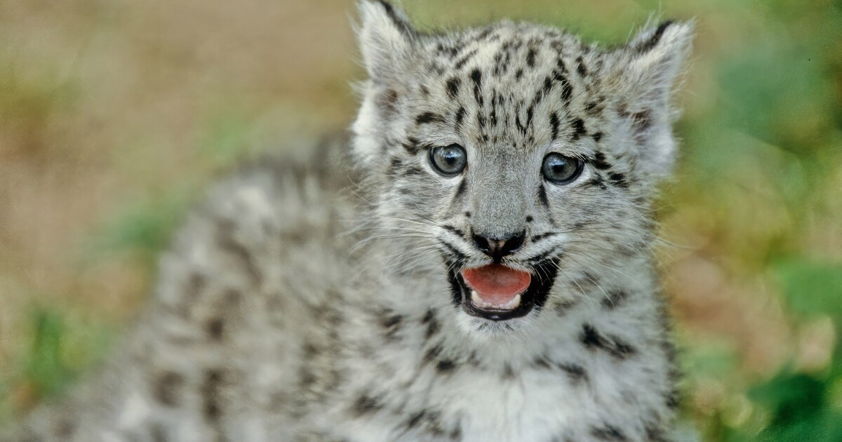 Michigan Zoo Snow Leopard Cub Being Treated to Her First Pumpkin Is ...