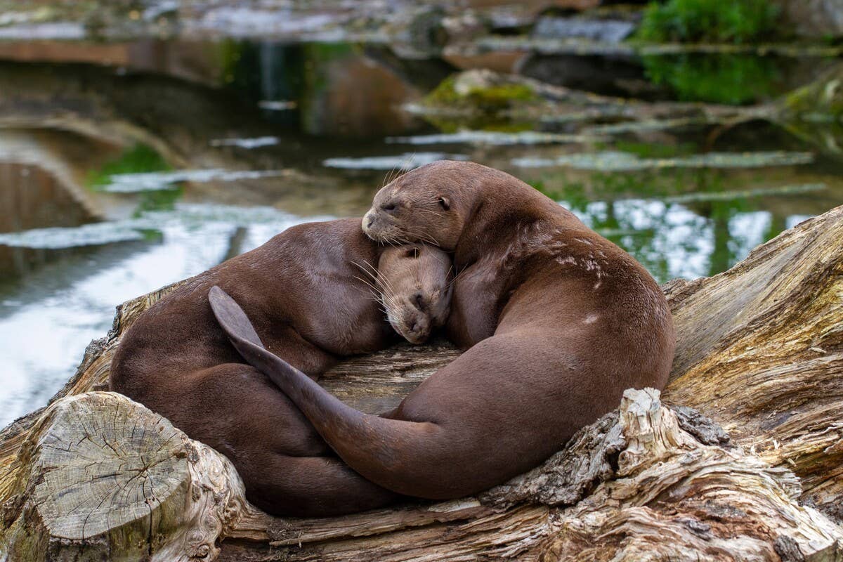 River Otter Cubs' Daily Comings and Goings Are the Most Natural ...
