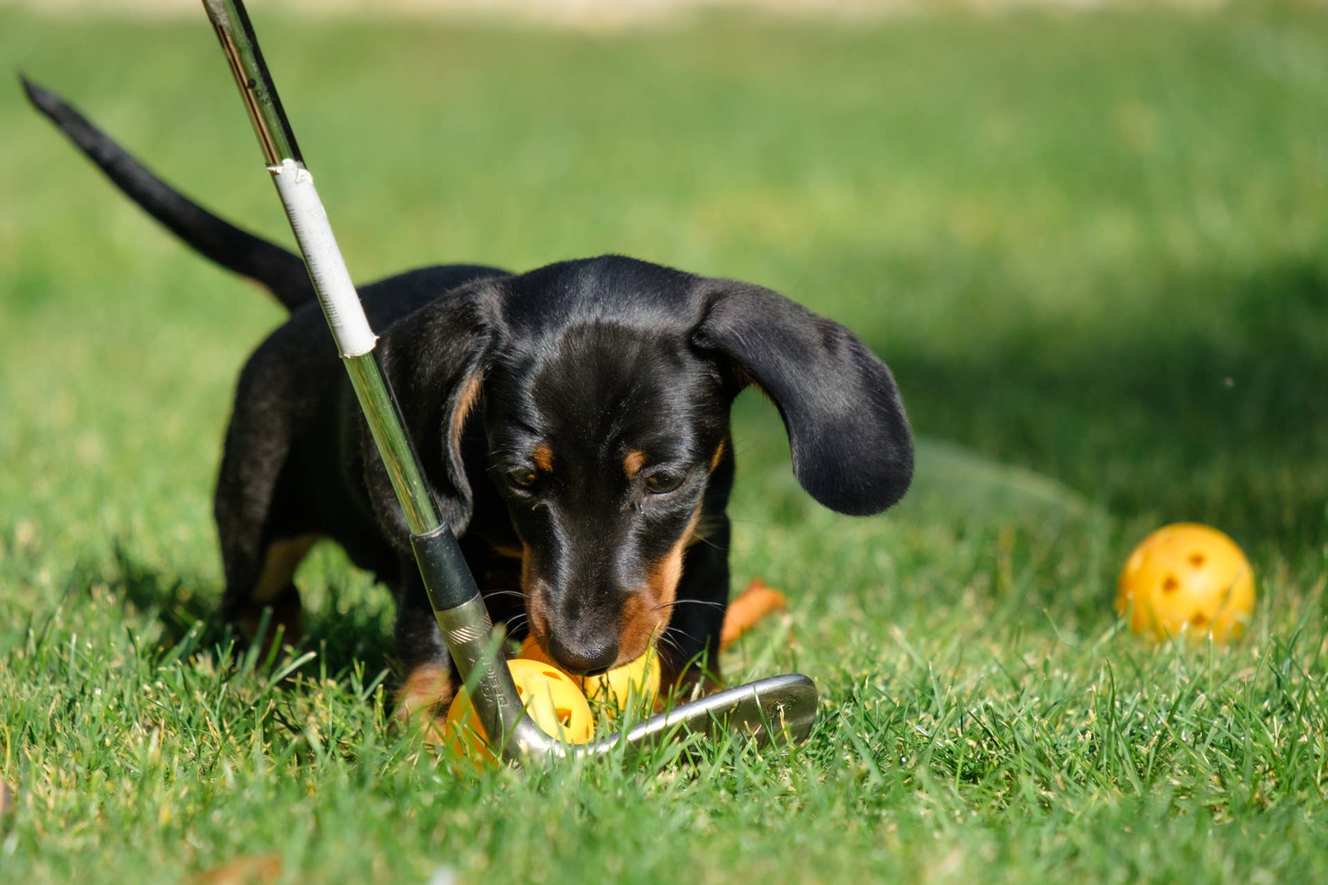 Chewy’s Golf Club Dog Toy Is a ‘Hole-in-One’ for Playtime - PetHelpful