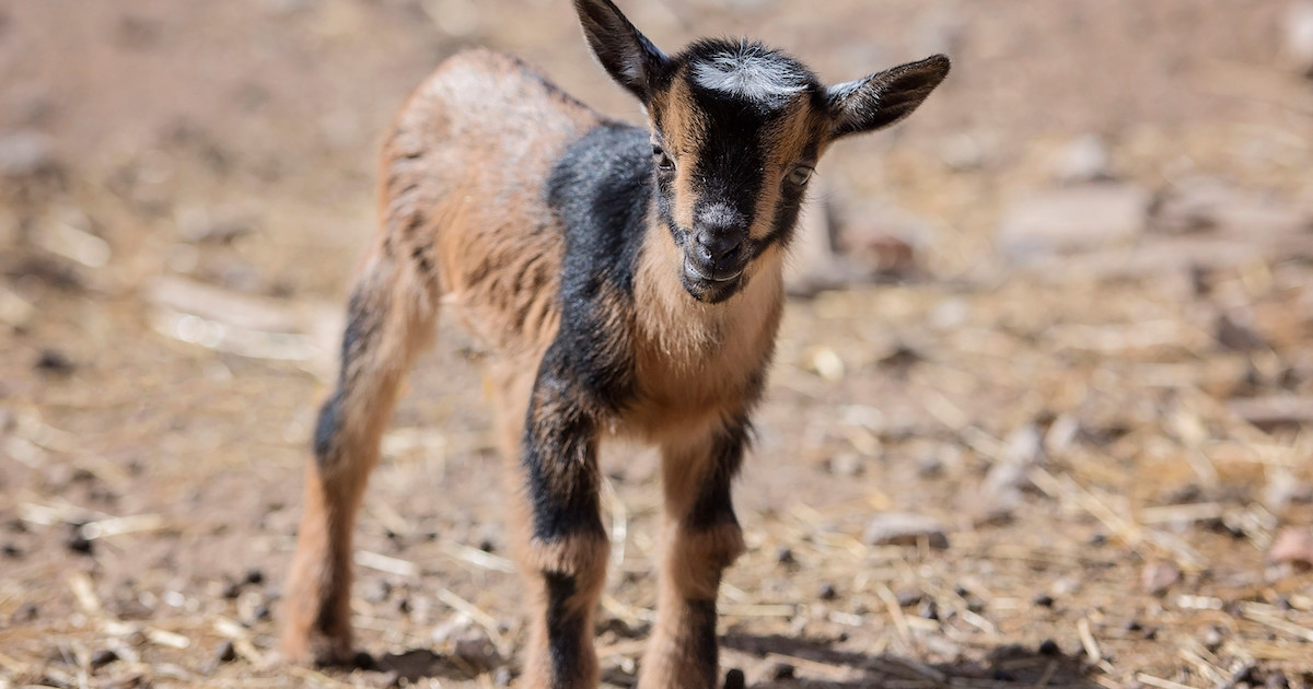 Tiny Baby Goat Falling Asleep Nuzzling Human Dad's Face Is a Moment of ...