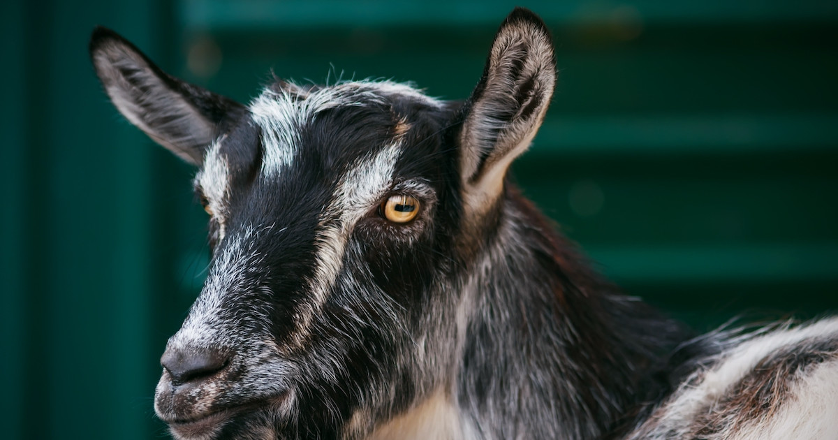 Man Builds Abandoned Goat a ‘Goatel’ and It’s Nicer Than Some Houses ...