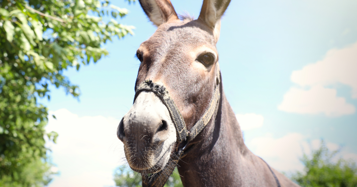 Donkey Hurrying to Hear Neighbor Boy Practice His Trombone Is Too Sweet ...