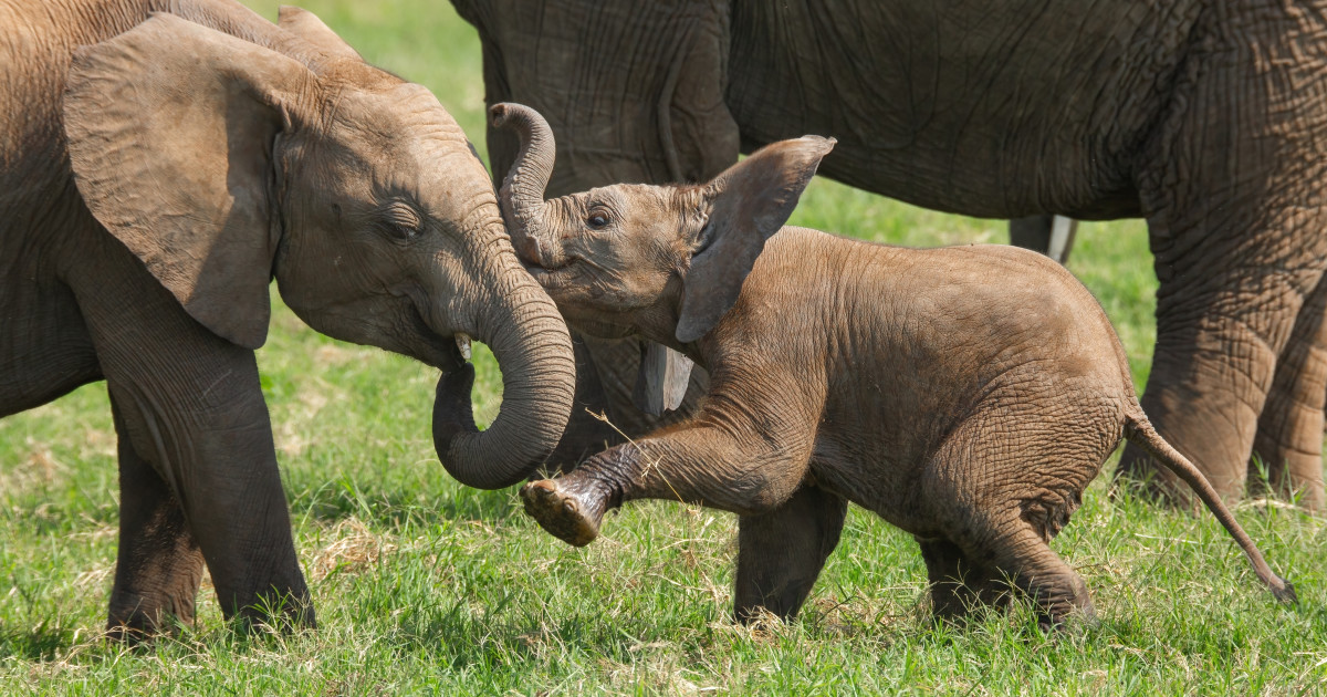 Clumsy Baby Elephants Tumble Like Dominoes but Playtime Just Keeps ...