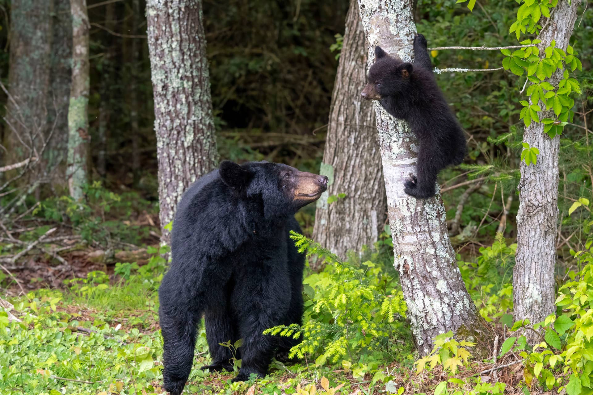 Mama Bear Goofing Around on a Play Set With Her Cubs Is Too Cute ...