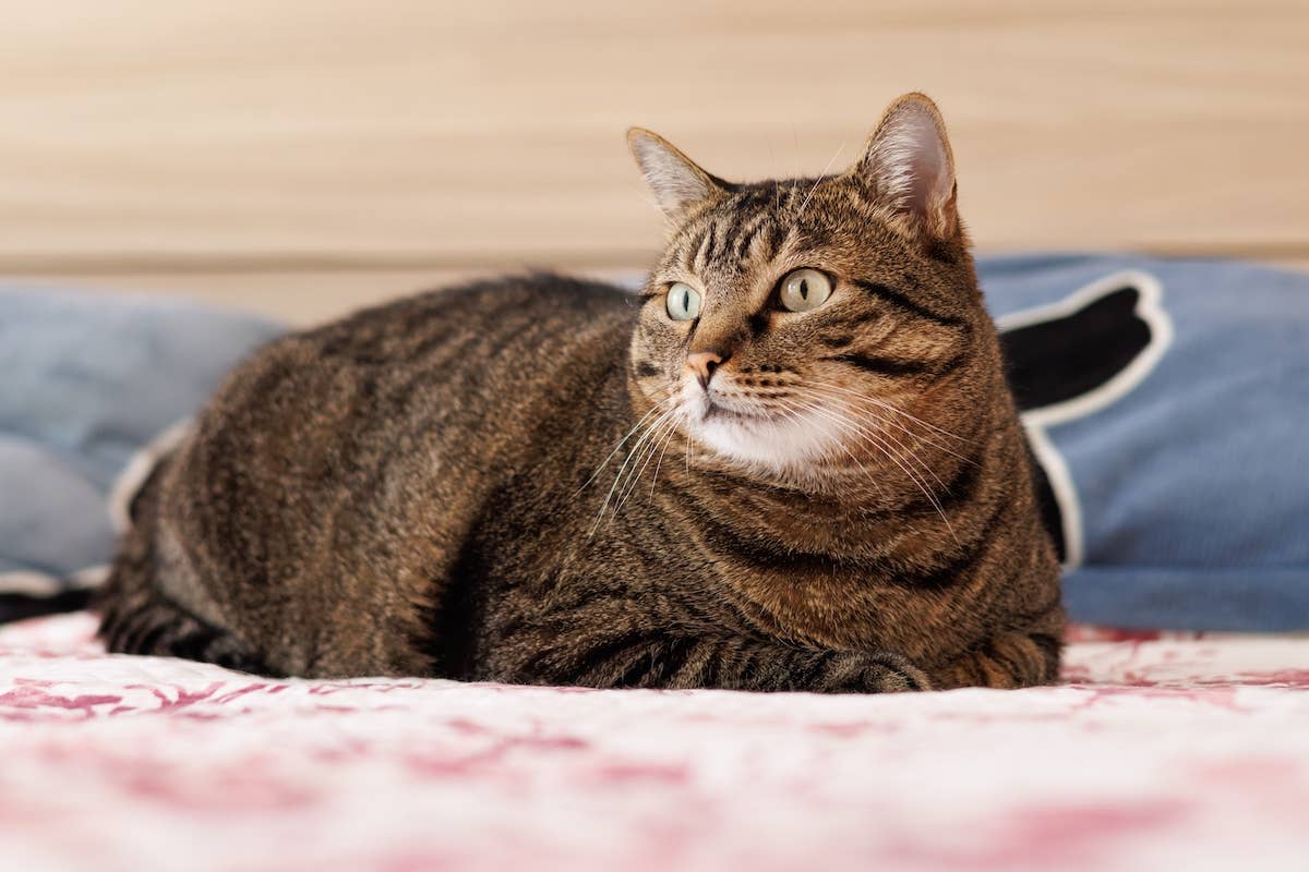 Unbothered Tabby Cat Becomes the Perfect Centerpiece With His Table-Top ...