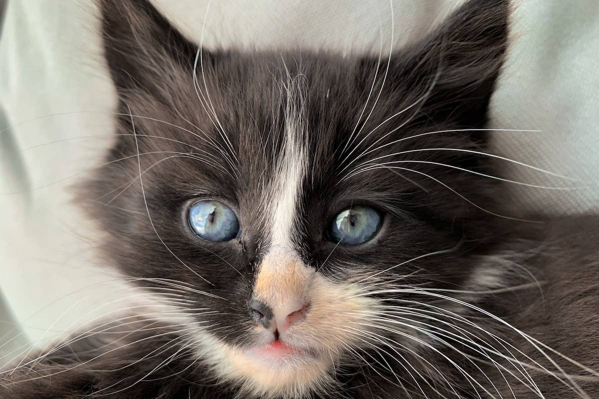 Fluffball Tuxedo Kitten Slowly Warming Up to Her Rescuer Has Everyone ...
