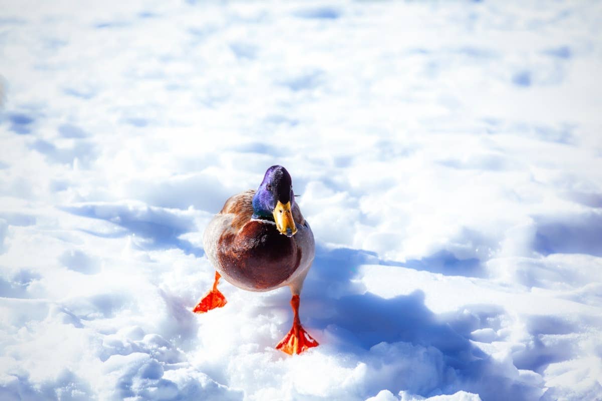 Ducks Happily Waddling Through the Snow Is the Winter Content We All ...