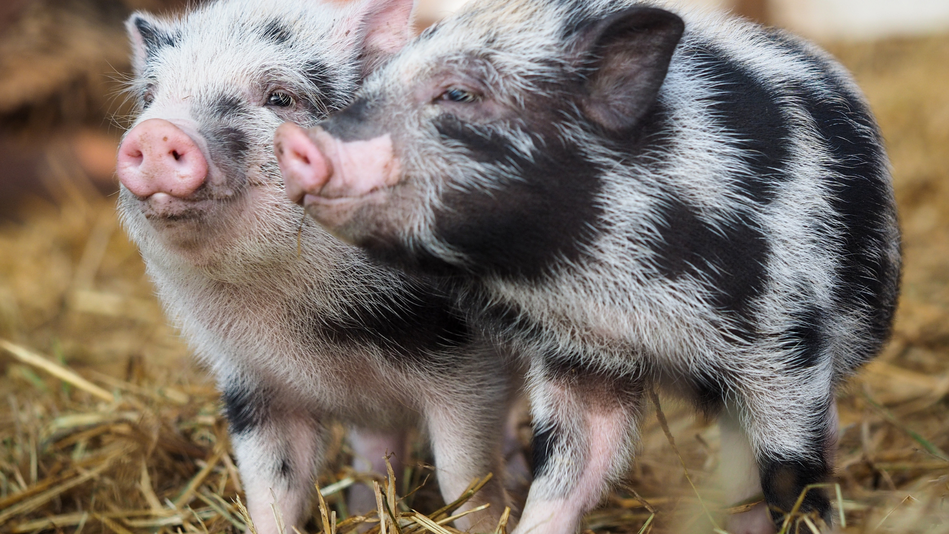 Hungry Piglets Reminding Their Human He’s Late for Breakfast Is LOL ...