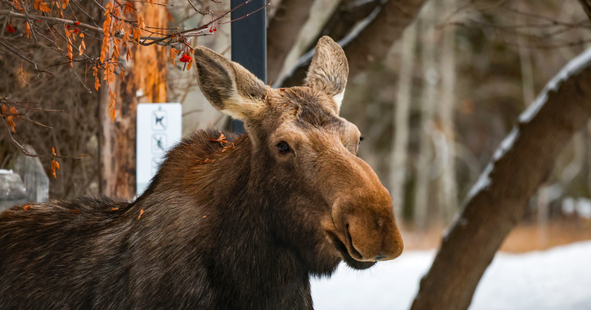 Young Moose Turn a Colorado Backyard Into Their Own Boxing Ring ...
