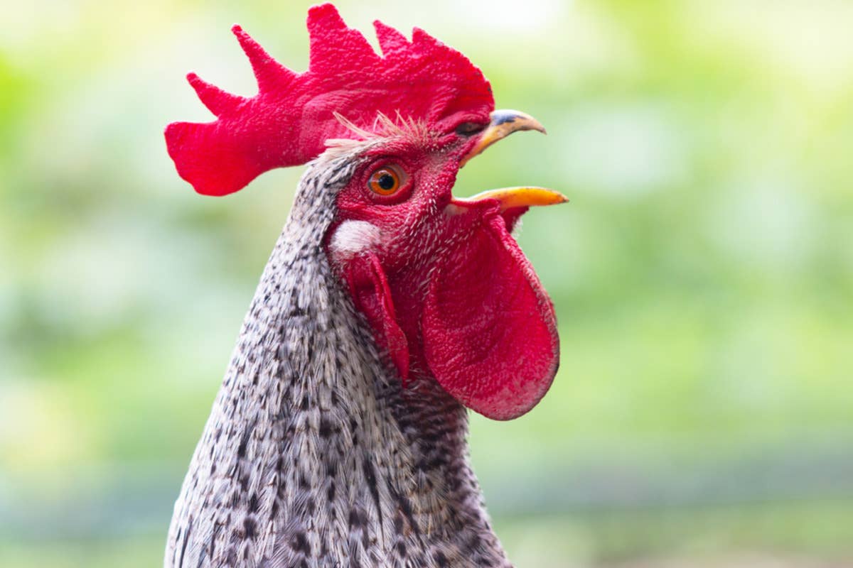 Rooster Patiently Waits for His Turkey ‘Girlfriend’ to Finish a Treat ...