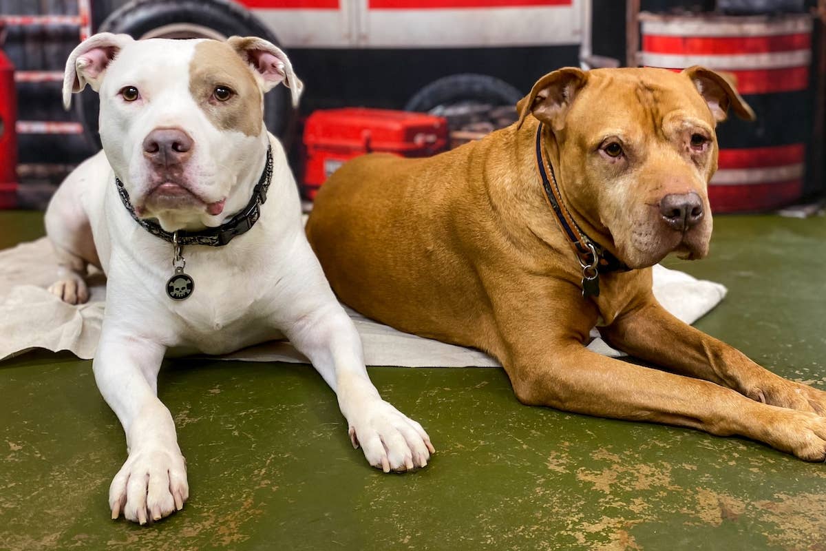 Bonded Pair of Pit Bulls Comforting Each Other at the Shelter Has ...