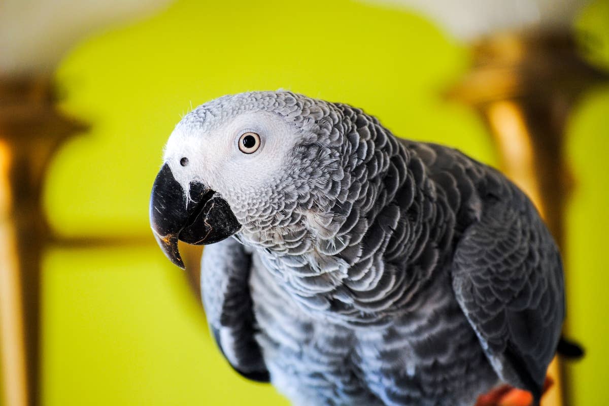 Cockatoo and Parrot's Unbothered Attitude After Causing Chaos in the ...