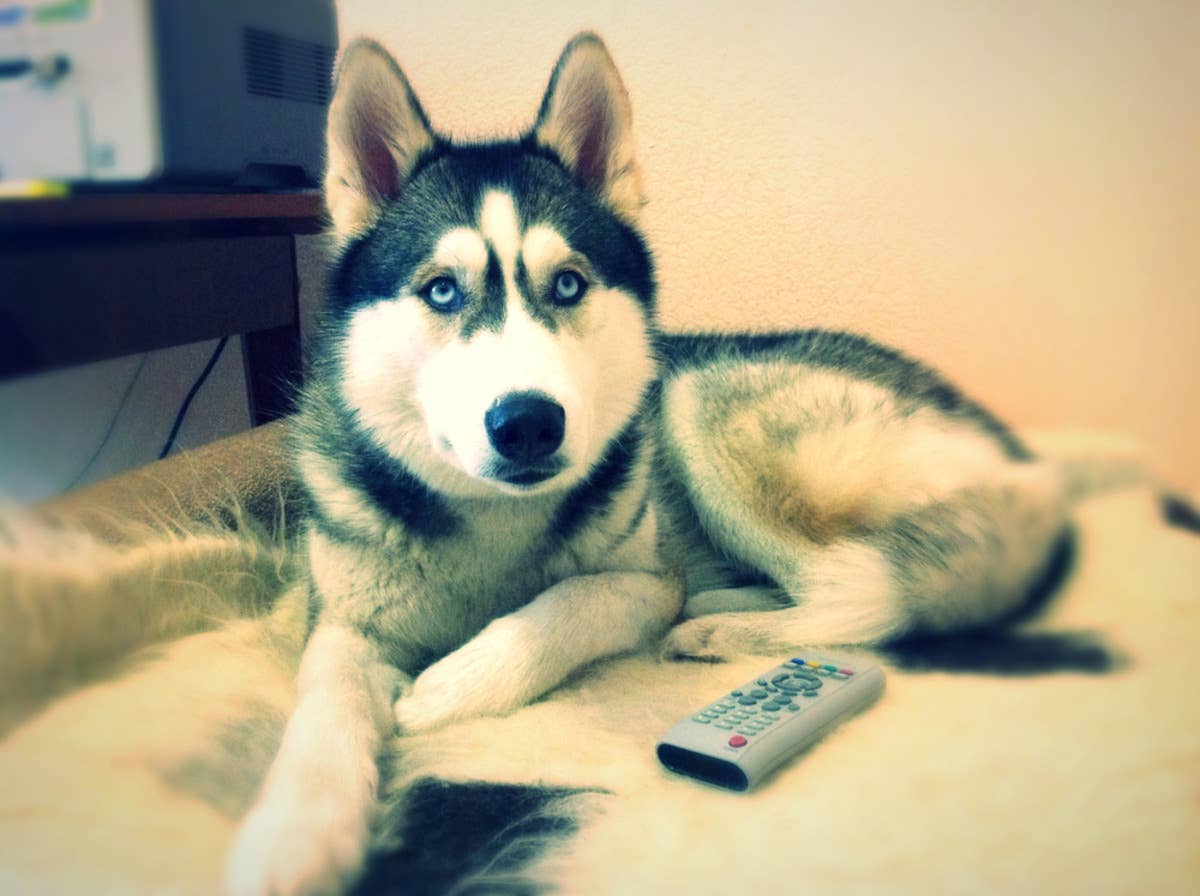 Husky Can’t Believe Her Eyes When She Sees the Grinch on TV - PetHelpful