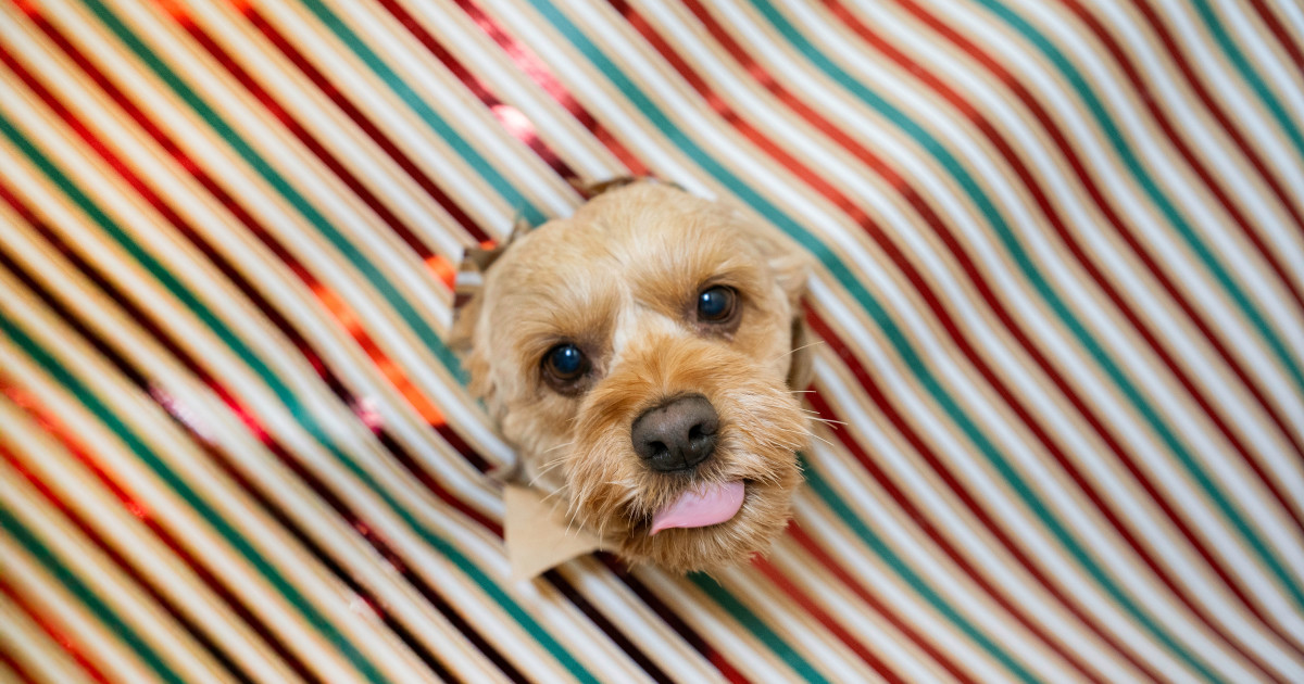 Wrapping-Paper Dog Photo Trend Is Taking Over TikTok - PetHelpful