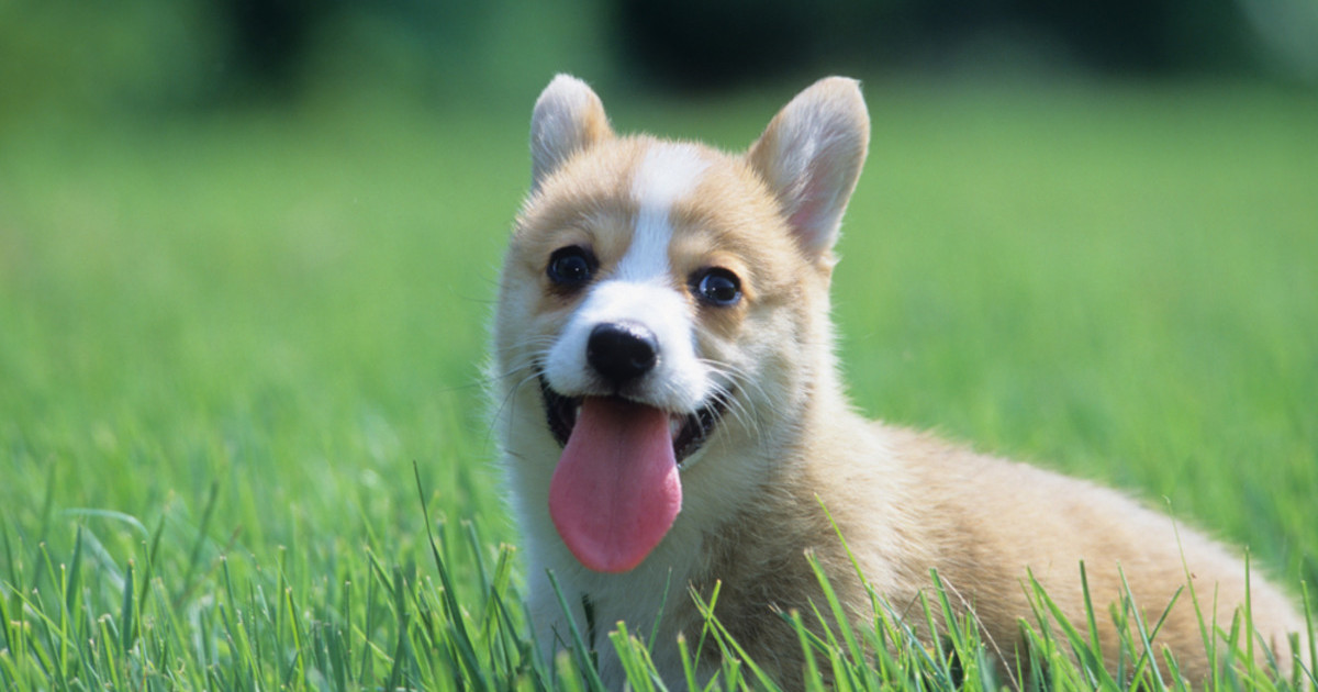 Energetic Baby Goat and Corgi Puppy Are Making Us All Tired Just ...