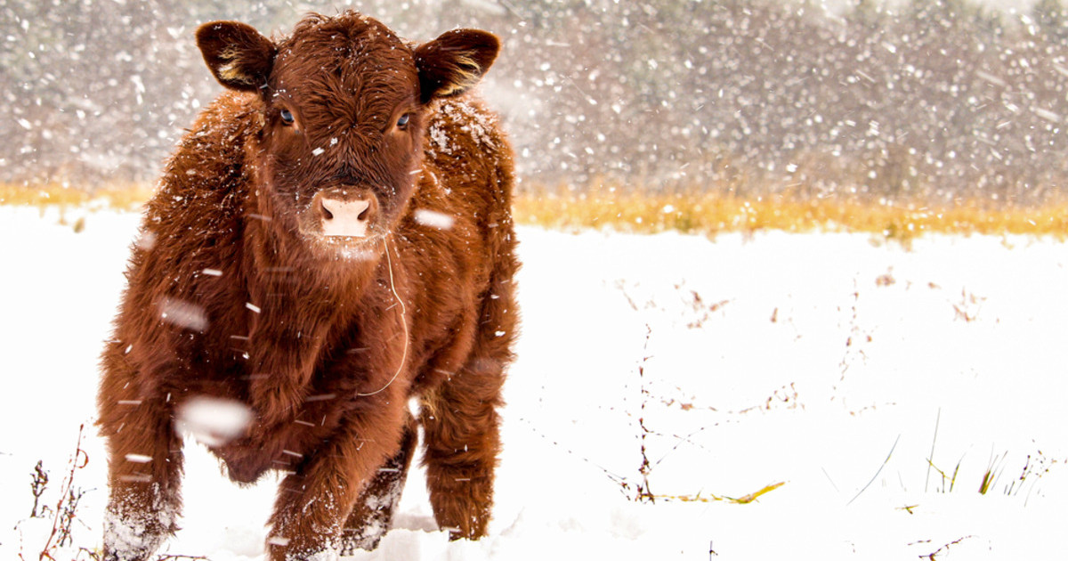 Baby Cow’s First Time in the Snow Ends With Adorable Zoomies - PetHelpful