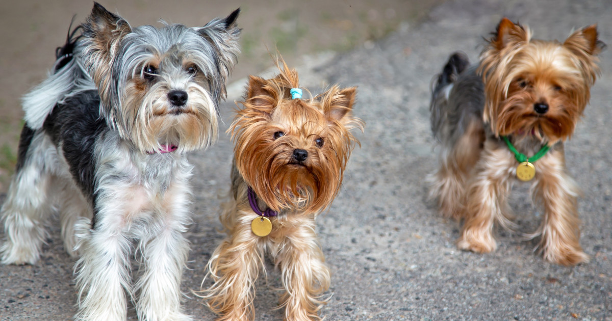 3 Yorkies Form a Very Serious Task Force To Retrieve a Stuck Ball ...