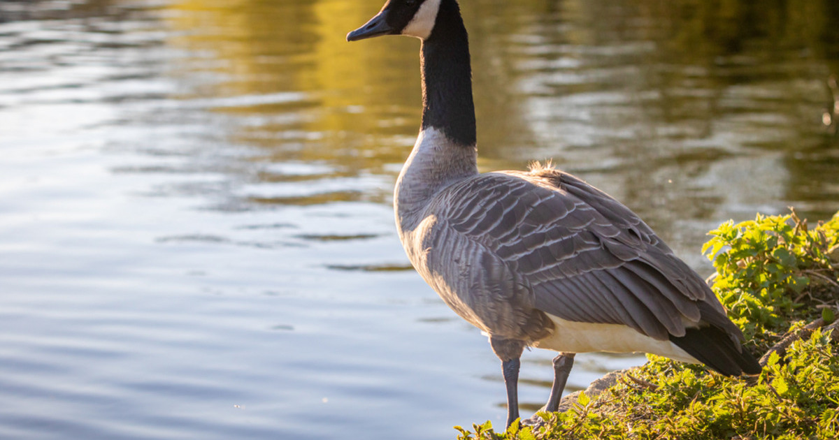 Wild Goose Decides to Join Backyard Duck Flock and Nobody Can Blame Her ...