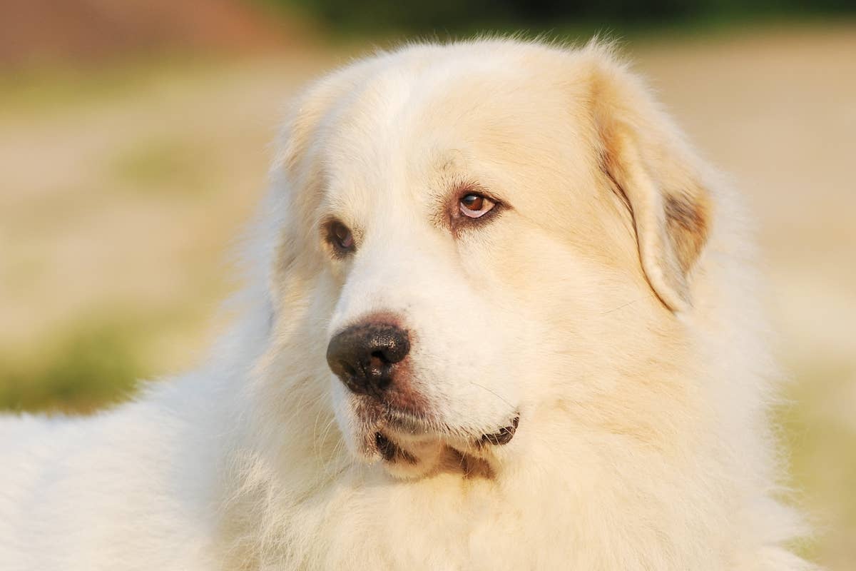 Naughty Great Pyrenees Breaks a Window From Inside Her Crate Like a ...