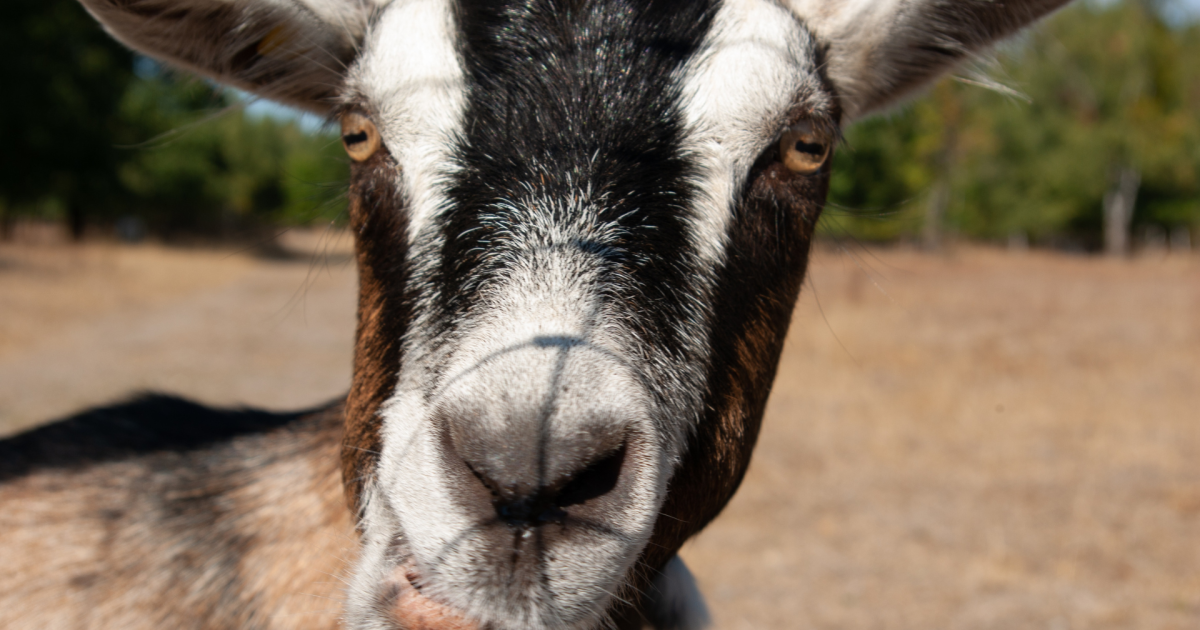 Goat’s Mighty Chew During ‘Staring Contest’ Is LOL Funny - PetHelpful