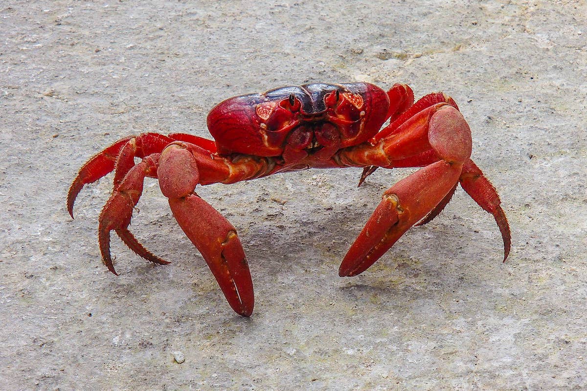 Over 100 Million Red Crabs Migrating to the Sea Each Fall Is a True ...