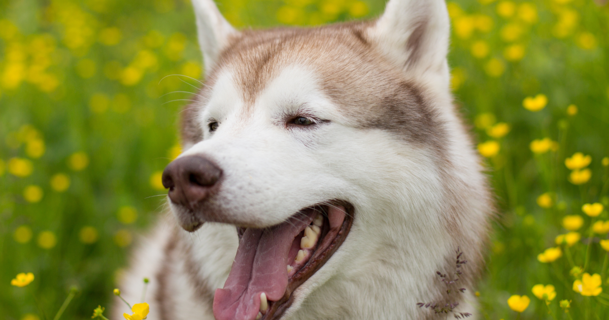 Husky Doing Epic Cheese Pull With Man at the Deli Is Pure Joy - PetHelpful
