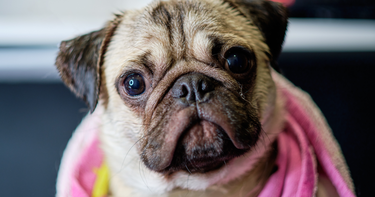 Senior Pug ‘Bathroom Supervisor’ Taking His Job Very Seriously Is LOL ...