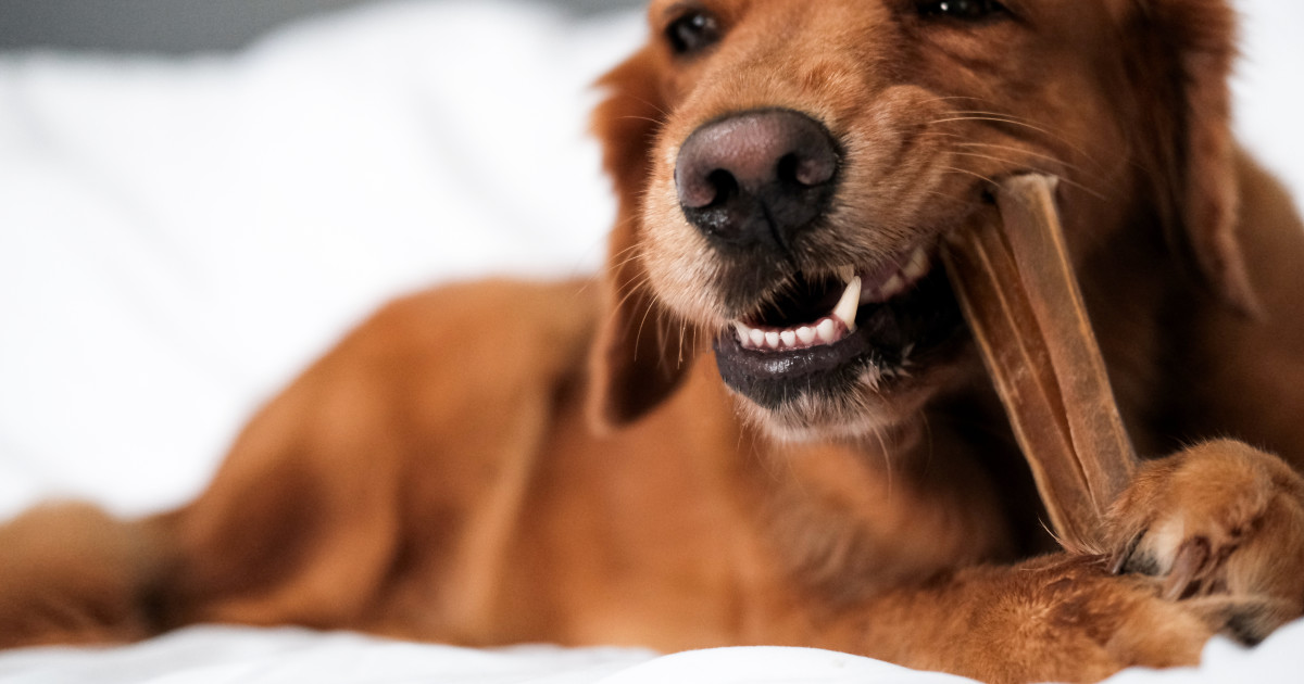 Aldi’s $3 Dental Sticks Are Freshening Dogs' Breath - PetHelpful