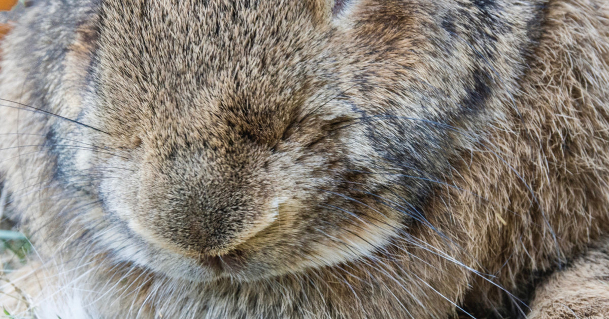 Flemish Giant Rabbit Gets the Binkies After Hopping Upstairs to See Her ...