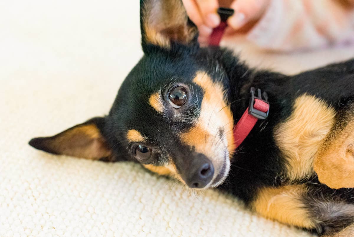 Tiny Miniature Pinscher Mix Launches Into Chaotic Zoomies For the Most ...