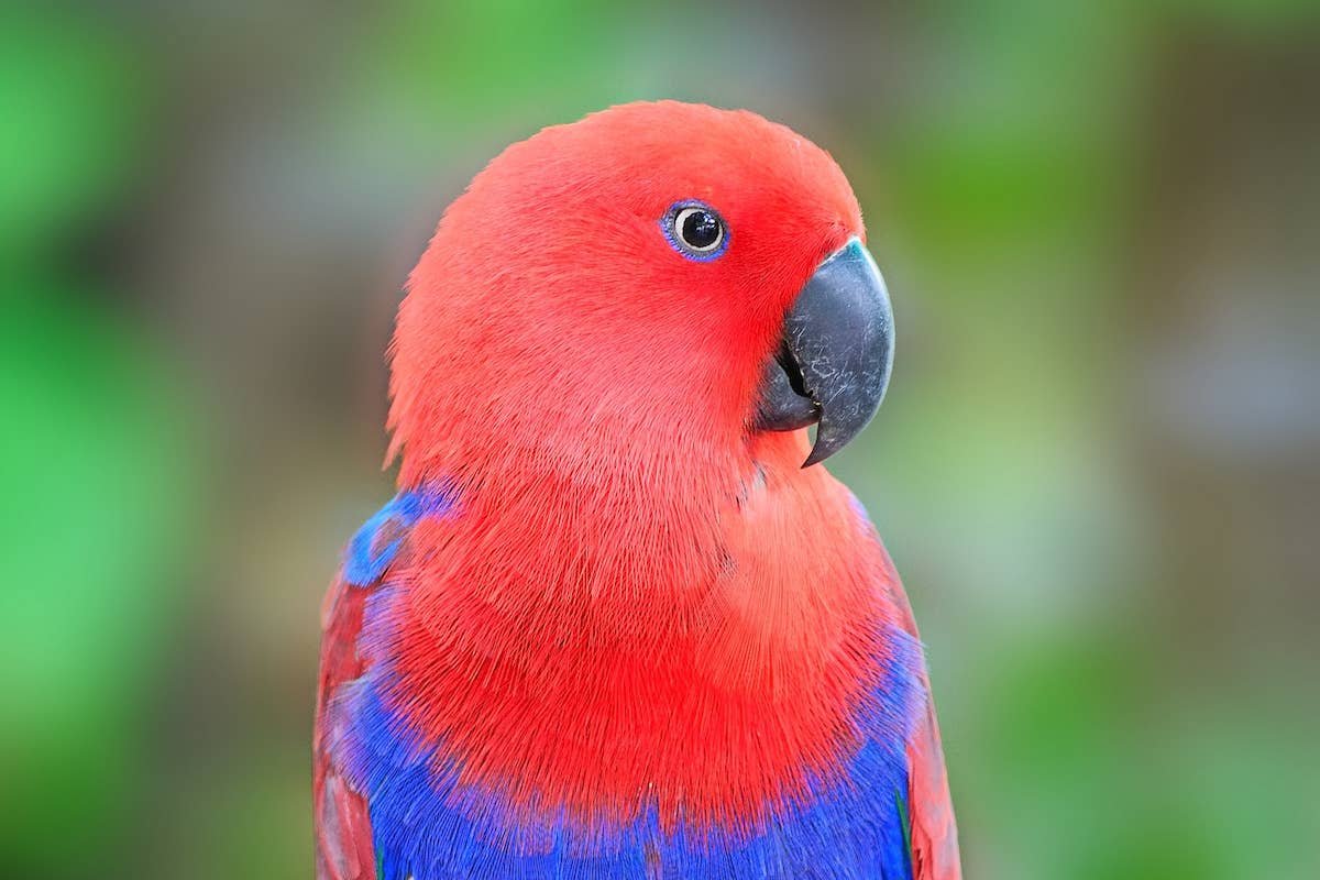 Stunning Eclectus Parrot Blows People's Minds With Her 'Eyeliner' and ...