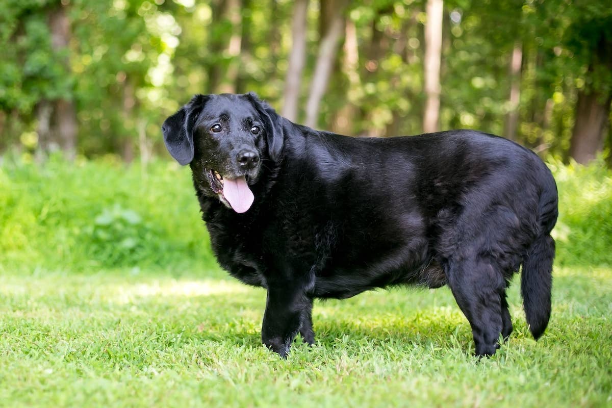 Rescuers Sob Seeing 'Fat and Friendly' Black Labrador Reunited With Her ...