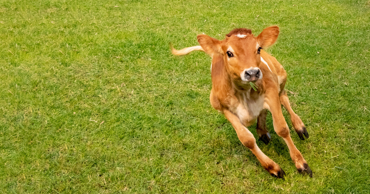 Baby Farm Cows Get the Zoomies and It's the Cutest Thing We've Ever ...