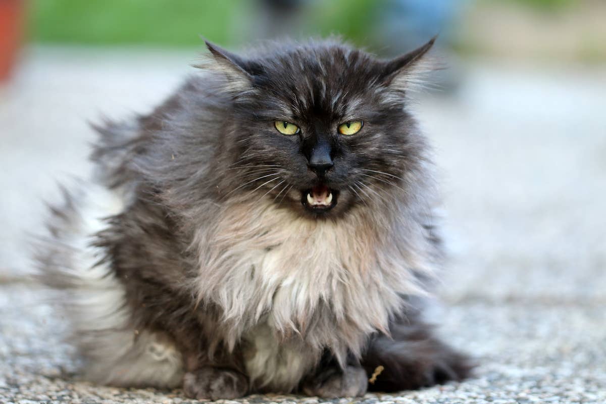 Majestic Maine Coon Cat's Angry Expression While Making Biscuits Is ...